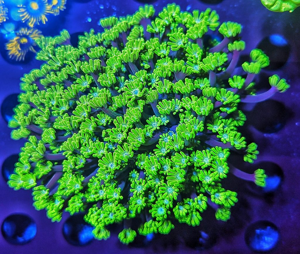 Alveopora tizardi green online kaufen | Saxonia Corals Leipzig