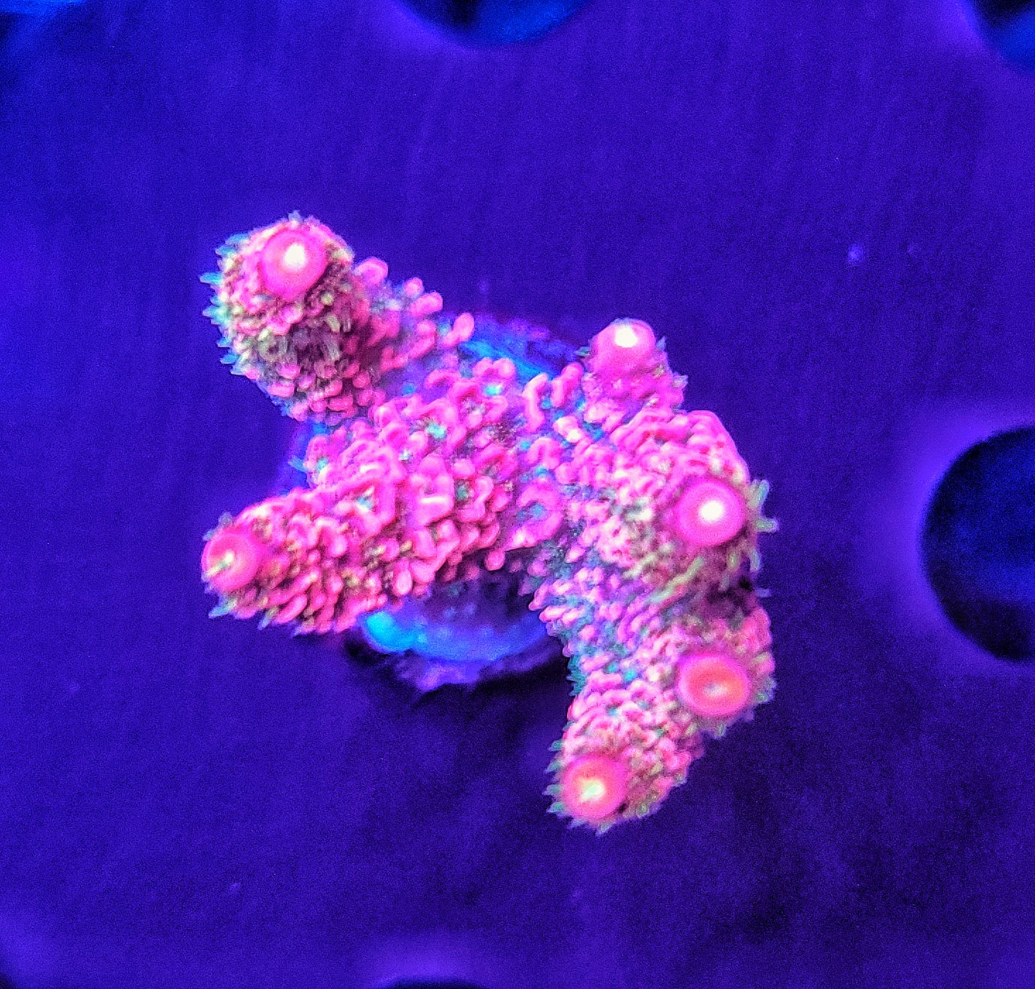 Acropora Millepora Pink WYSIWYG » Saxonia Corals