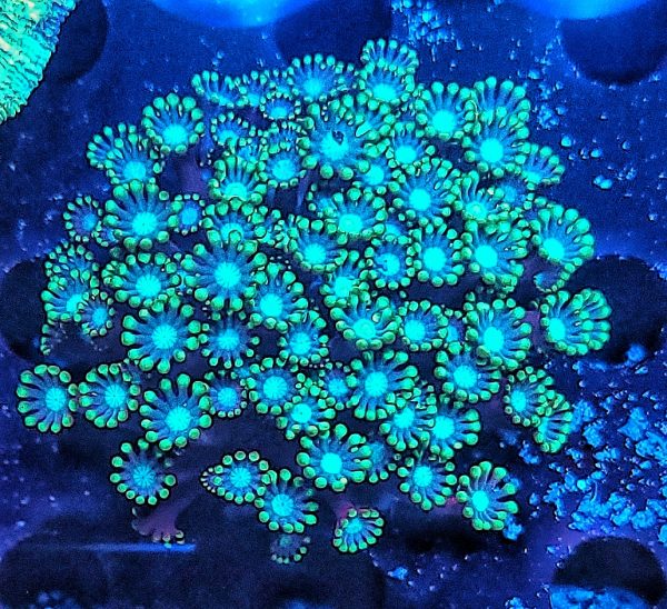 Alveopora green white WYSIWYG » Saxonia Corals